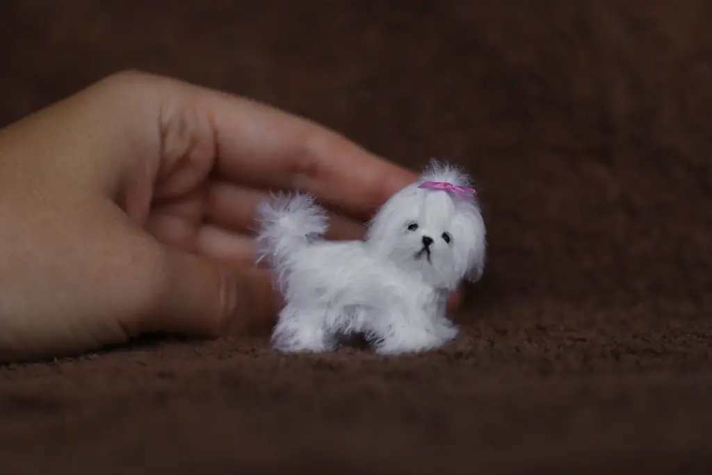 Maltese Puppies for Sale: Finding Your Perfect Furry Friend - Working ...